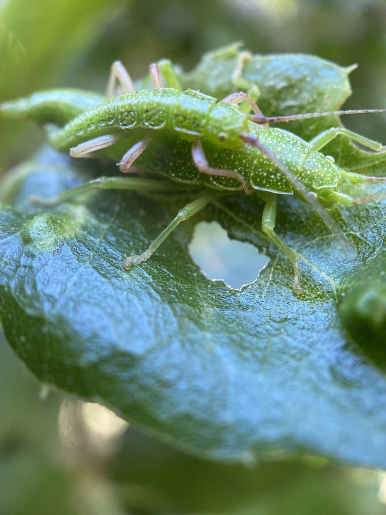 California Timema from Rancho Cañada Del Oro Open Space Preserve, San ...