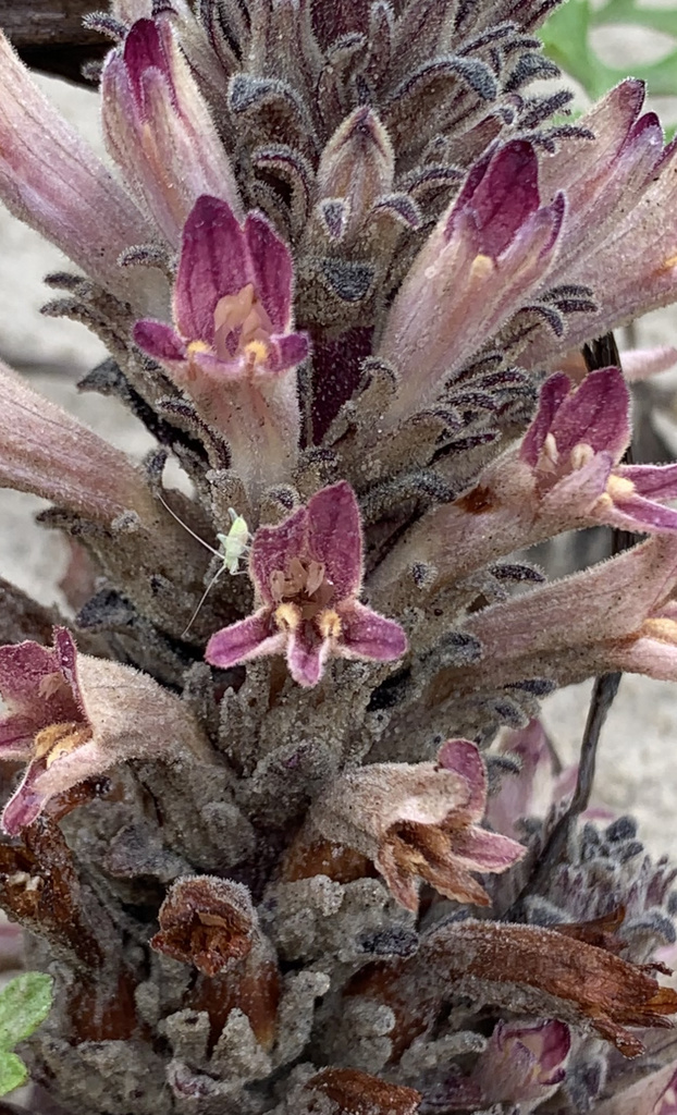 Louisiana broomrape (Aphyllon ludovicianum) - Botanical Realm
