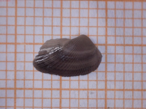 Pata de mula (Sheldonella delgada)