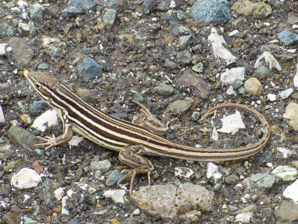 Sierra Curlytail Lizard (Lagartos y Salamandras de Cuba) · iNaturalist