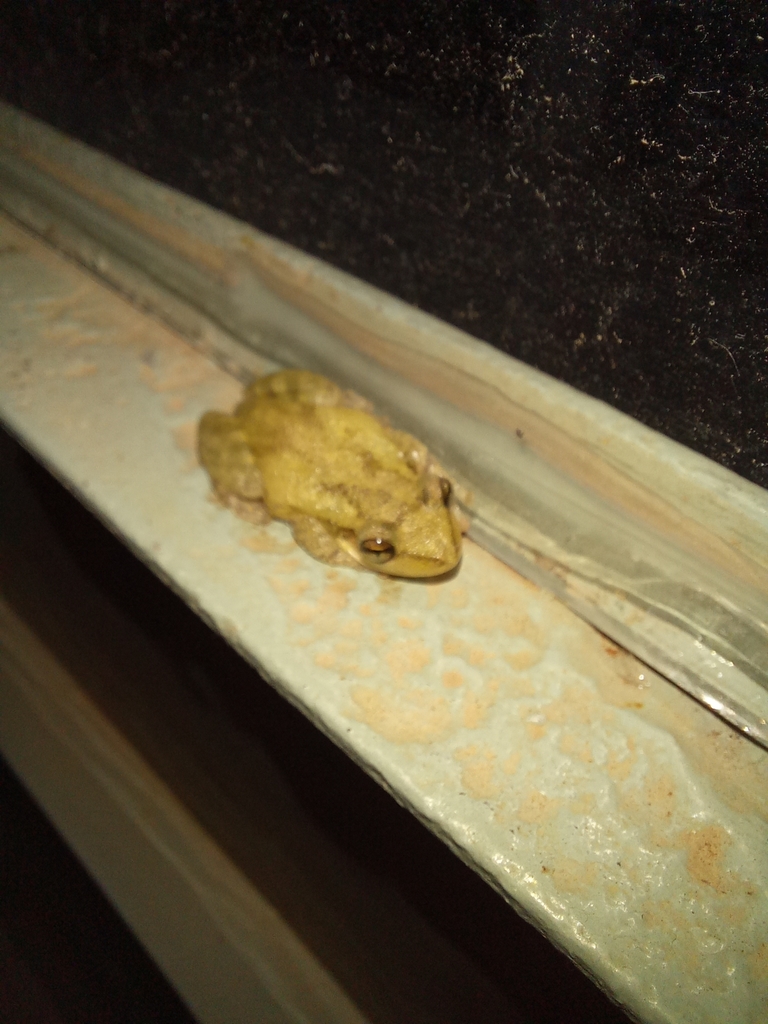 Lesser Snouted Tree Frog from Mercedes, Corrientes, Argentina on May 8 ...