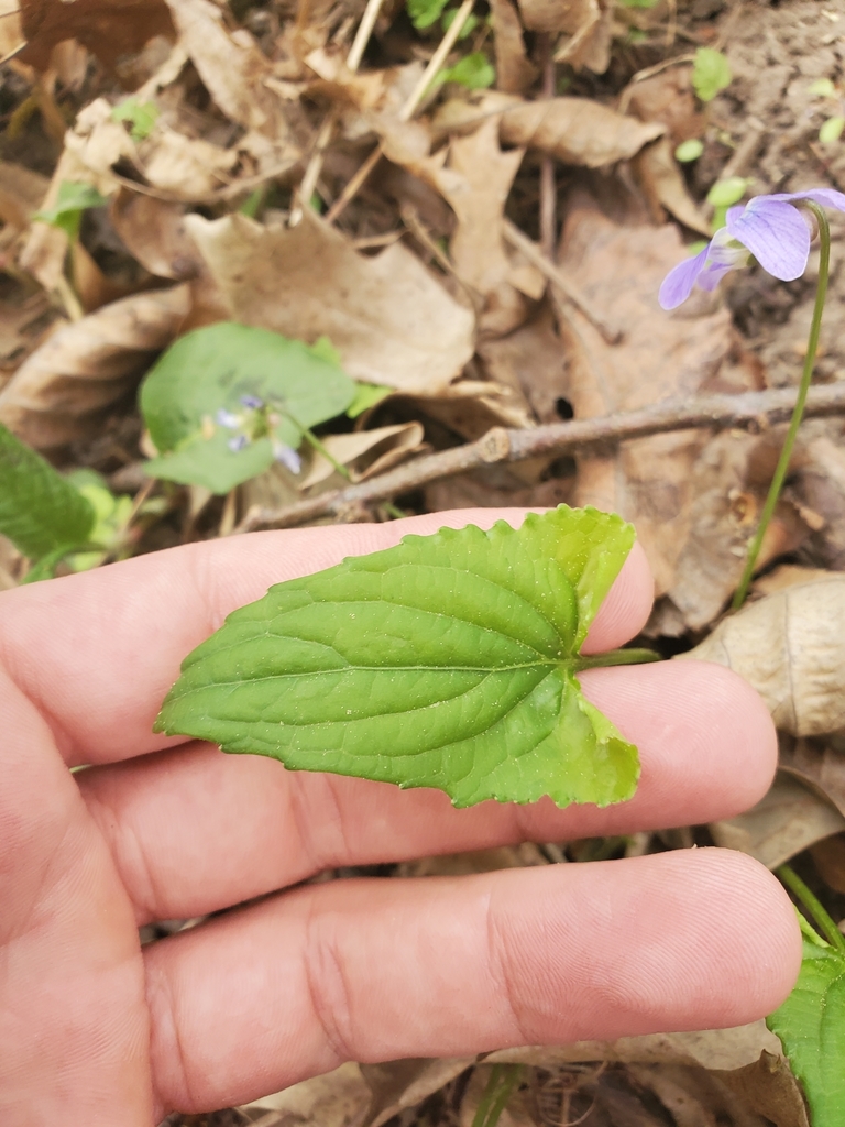 eastern American blue violets in May 2021 by micahbowman · iNaturalist