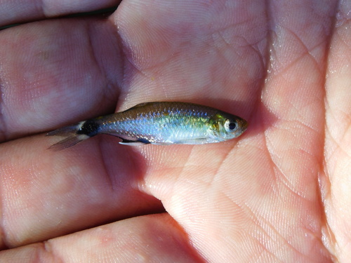 Dawn Tetra (Aphyocharax nattereri) · iNaturalist