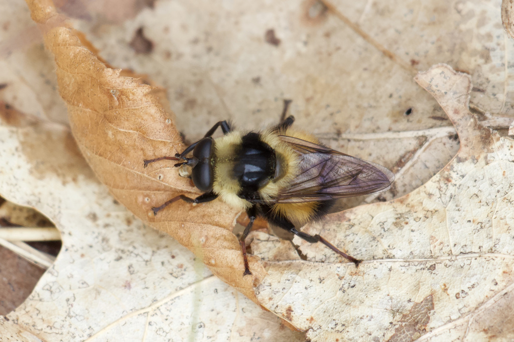 Bumble Flies from Hastings County, ON, Canada on April 17, 2021 at 04: ...