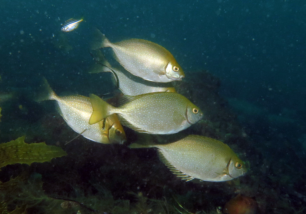 Rabbitfishes (Siganus) - Marine Life Identification