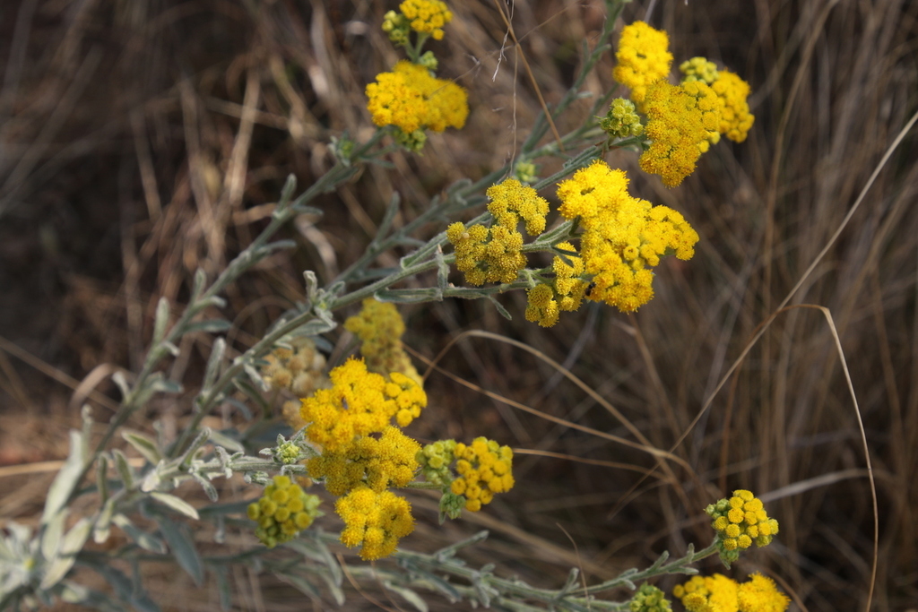 Nidorella hottentotica (Walter Sisulu) · iNaturalist