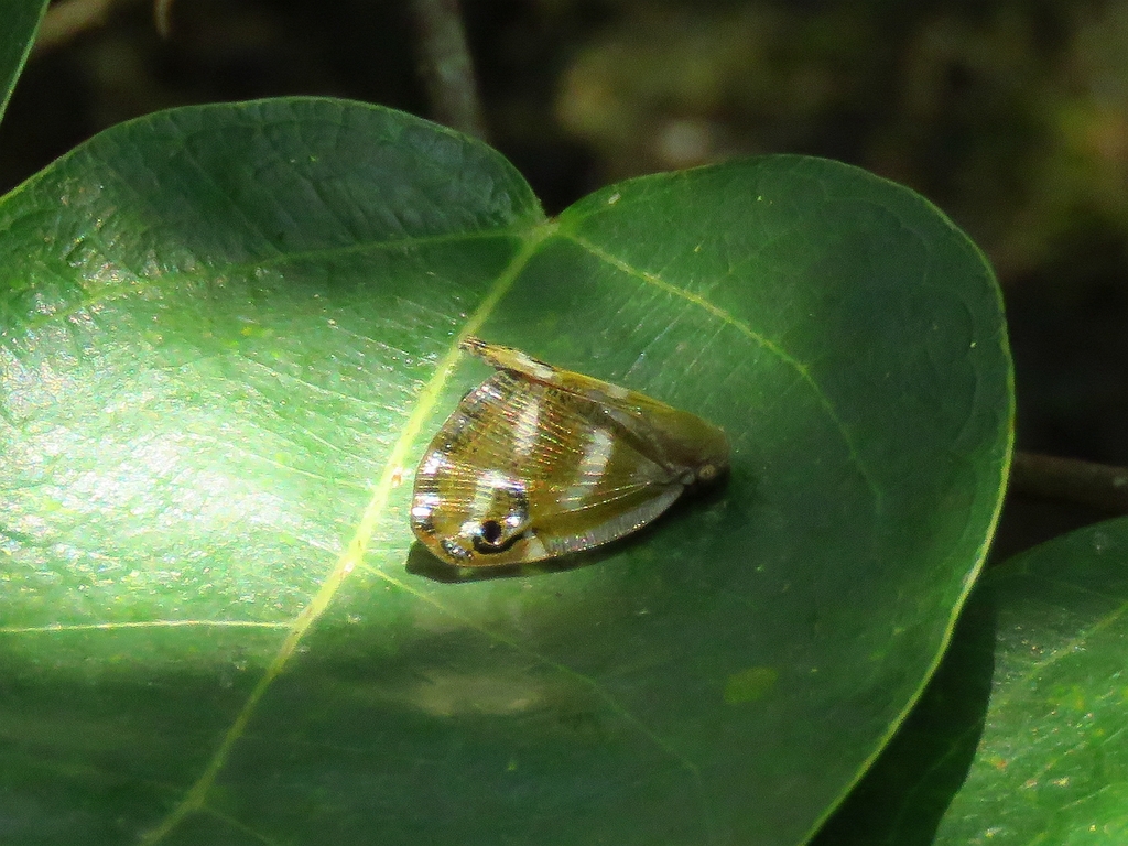 Ricania simulans from 305台灣新竹縣新埔鎮三聖路488號 on April 30, 2021 at 02:55 PM ...