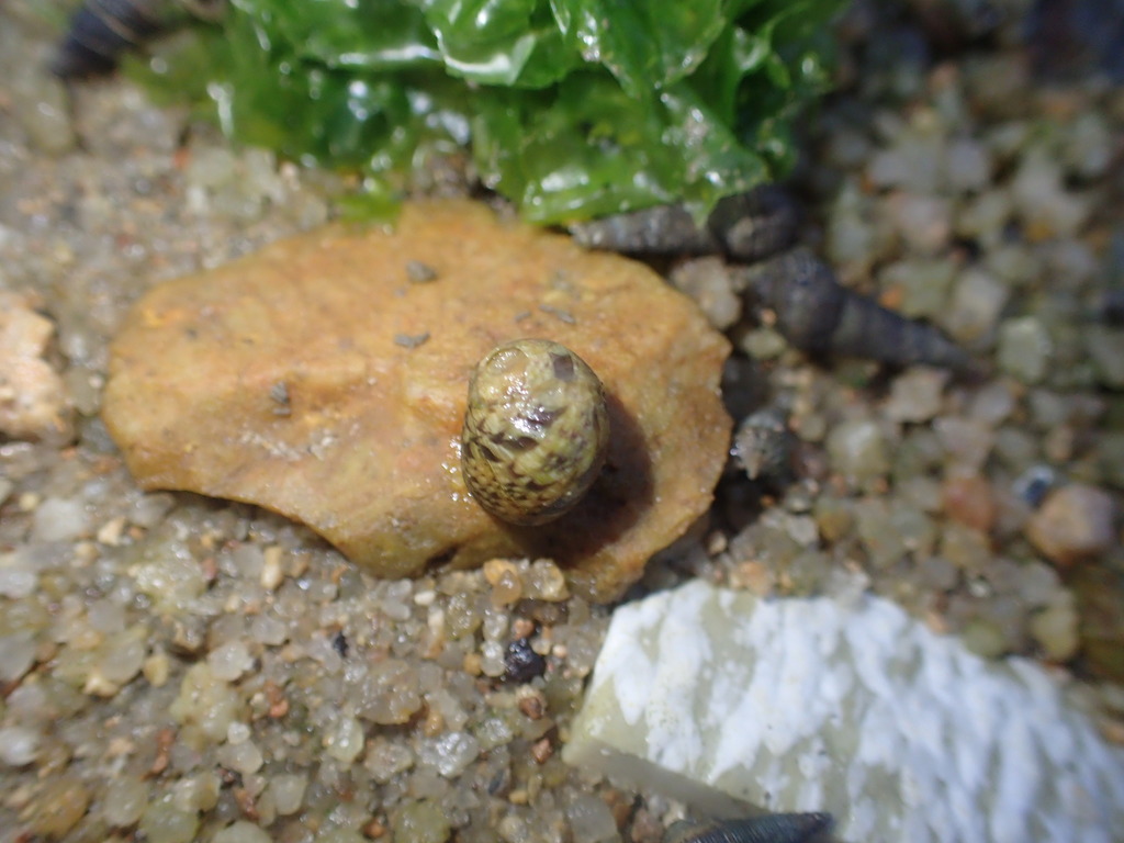 Clithon from 香港南丫島 on May 2, 2021 at 06:33 PM by Holis Lam · iNaturalist