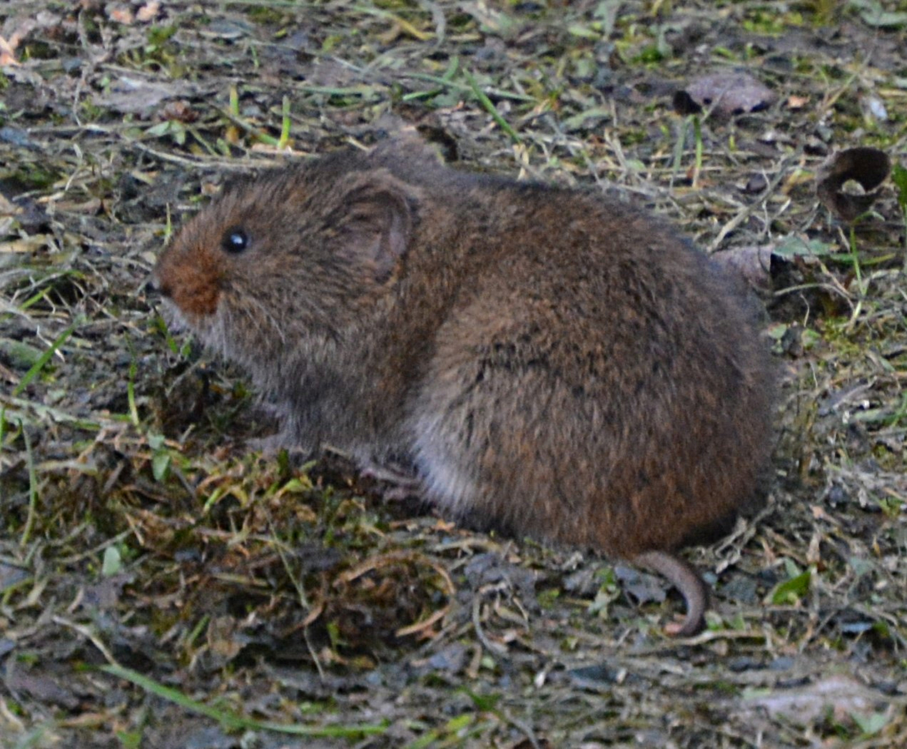 Microtus xanthognathus (Leach, 1815)