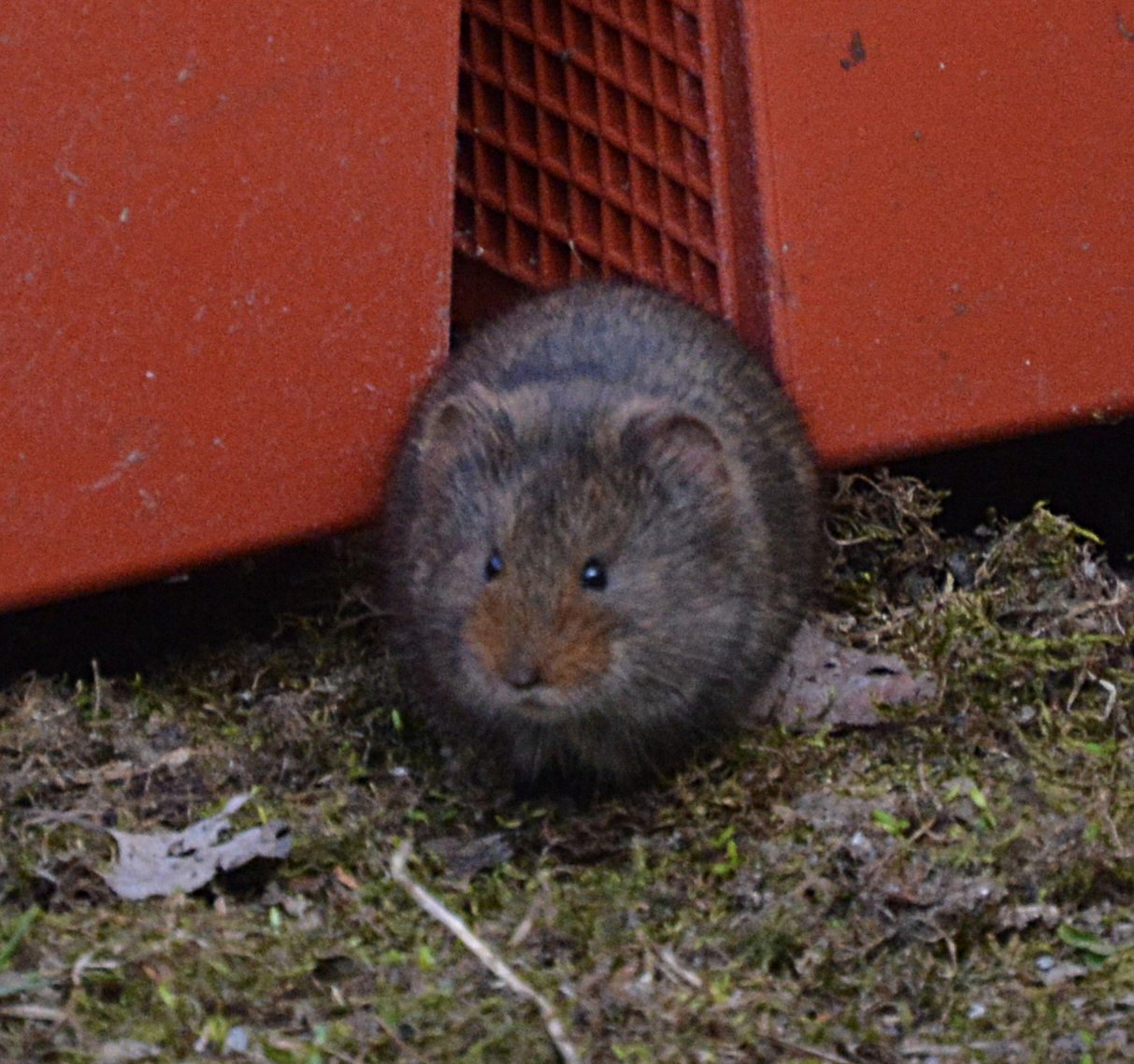 Microtus xanthognathus (Leach, 1815)