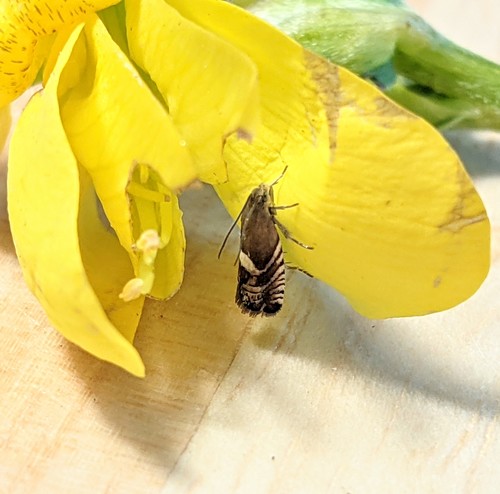 Grapholita thermopsidis · iNaturalist Mexico