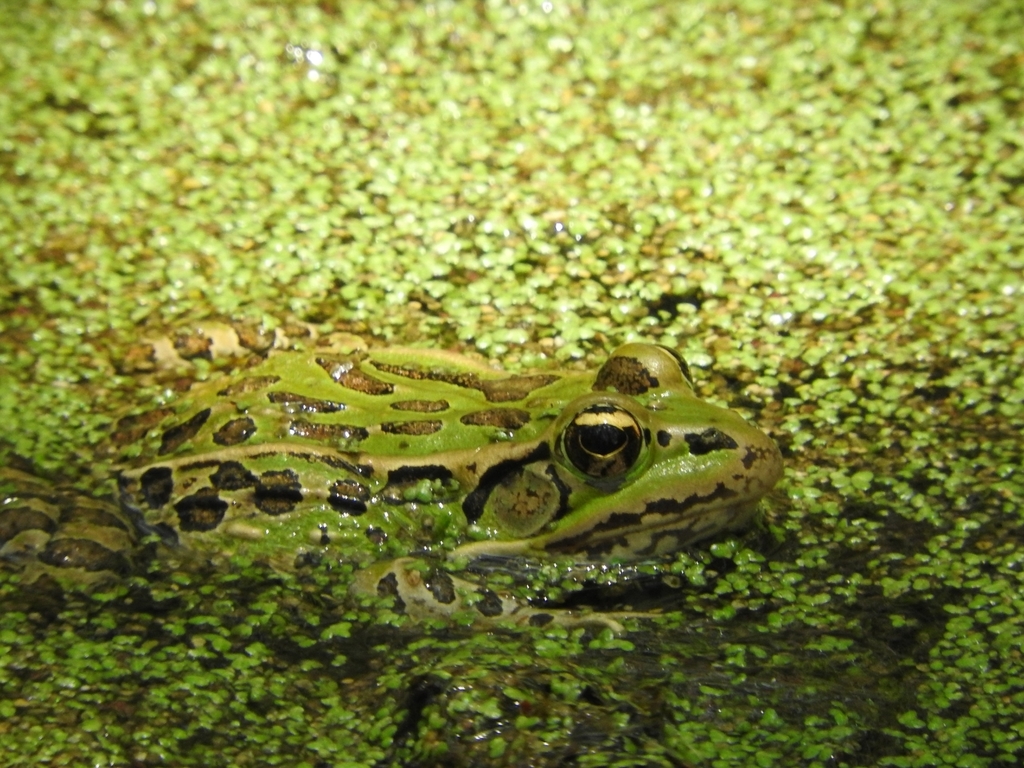 Transverse Volcanic Leopard Frog from Unnamed Road, Méx., México on May ...