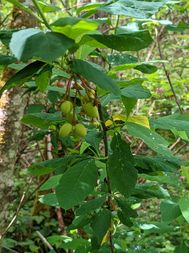 Osoberry from Surrey, BC V4N 2E4, Canada on May 8, 2021 at 07:30 PM by ...