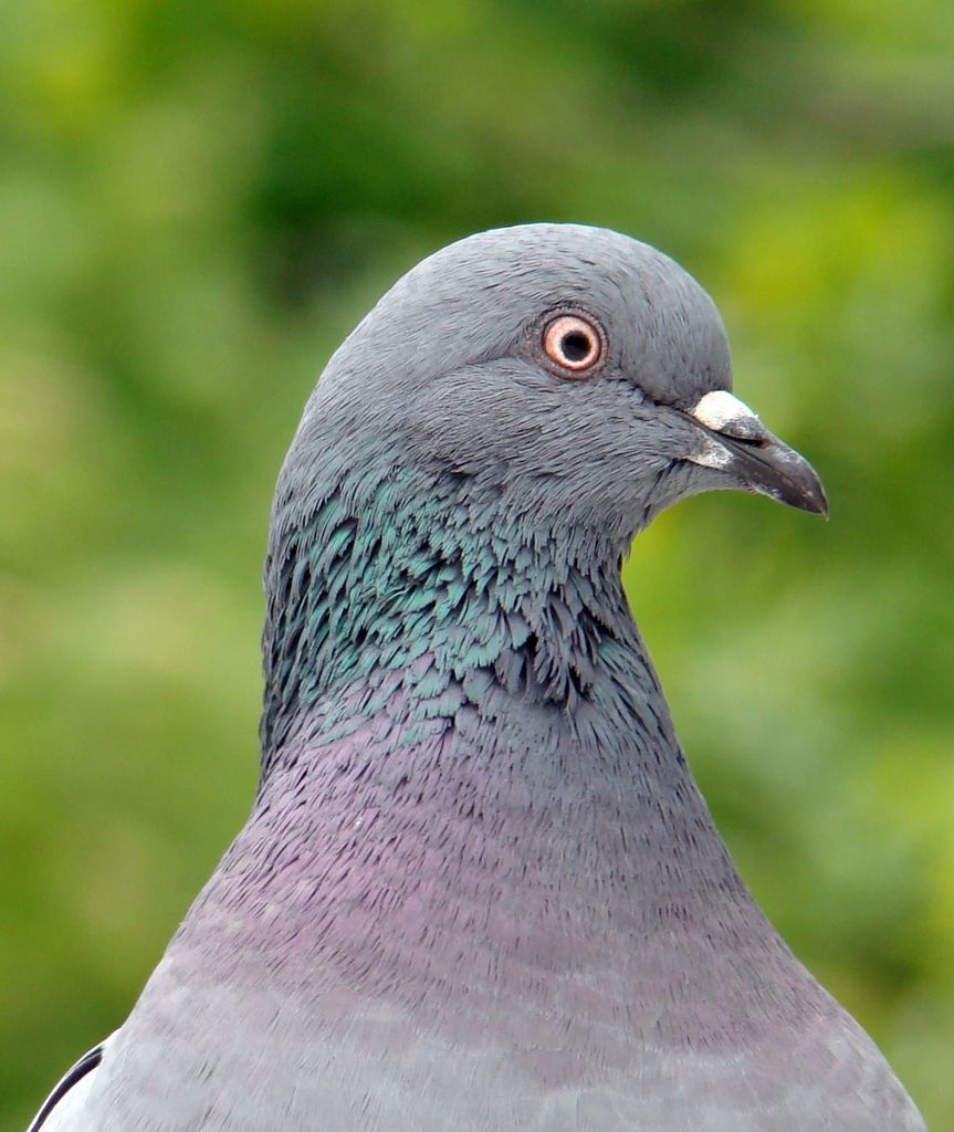Rock Pigeon from Razvilka, Moscow Oblast, Russia on May 10, 2008 at 11: ...