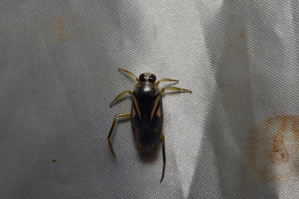 Notonecta triguttata from 日本、〒781-4531 高知県香美市物部町久保和久保 on July 11, 2015 ...