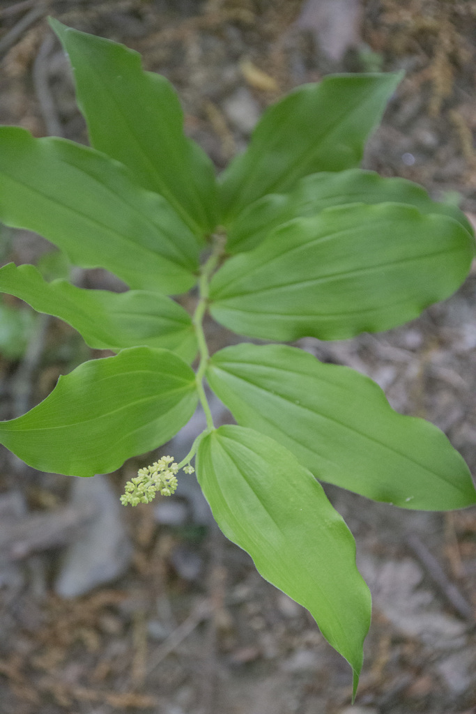 Solomon's plume from Rock Creek Park Trails, Washington DC, USA on May ...