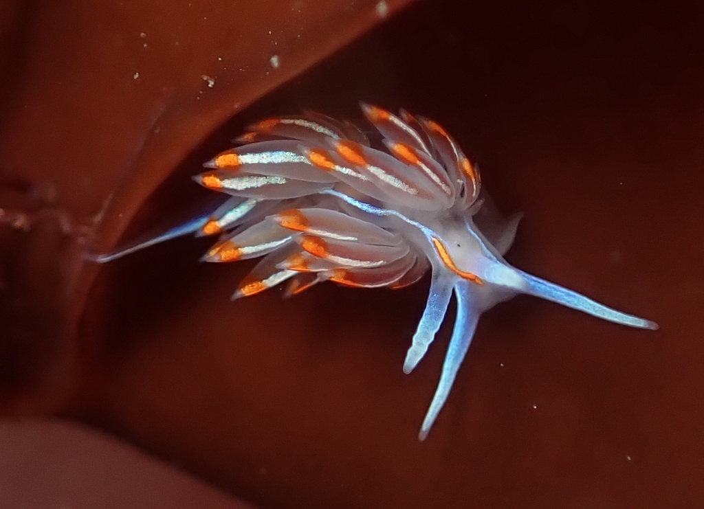 Horned Nudibranch from Duxbury Reef, Marin County, US-CA, US on April ...