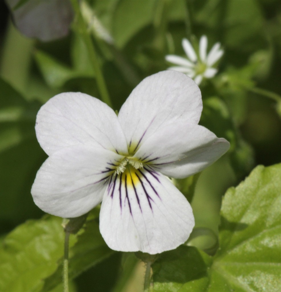 Canada Violet from Caldwell County, NC, USA on May 8, 2021 at 11:33 AM ...