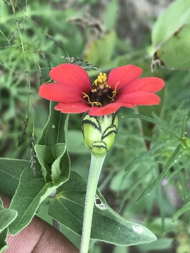 Gallito de monte (Zinnia peruviana)