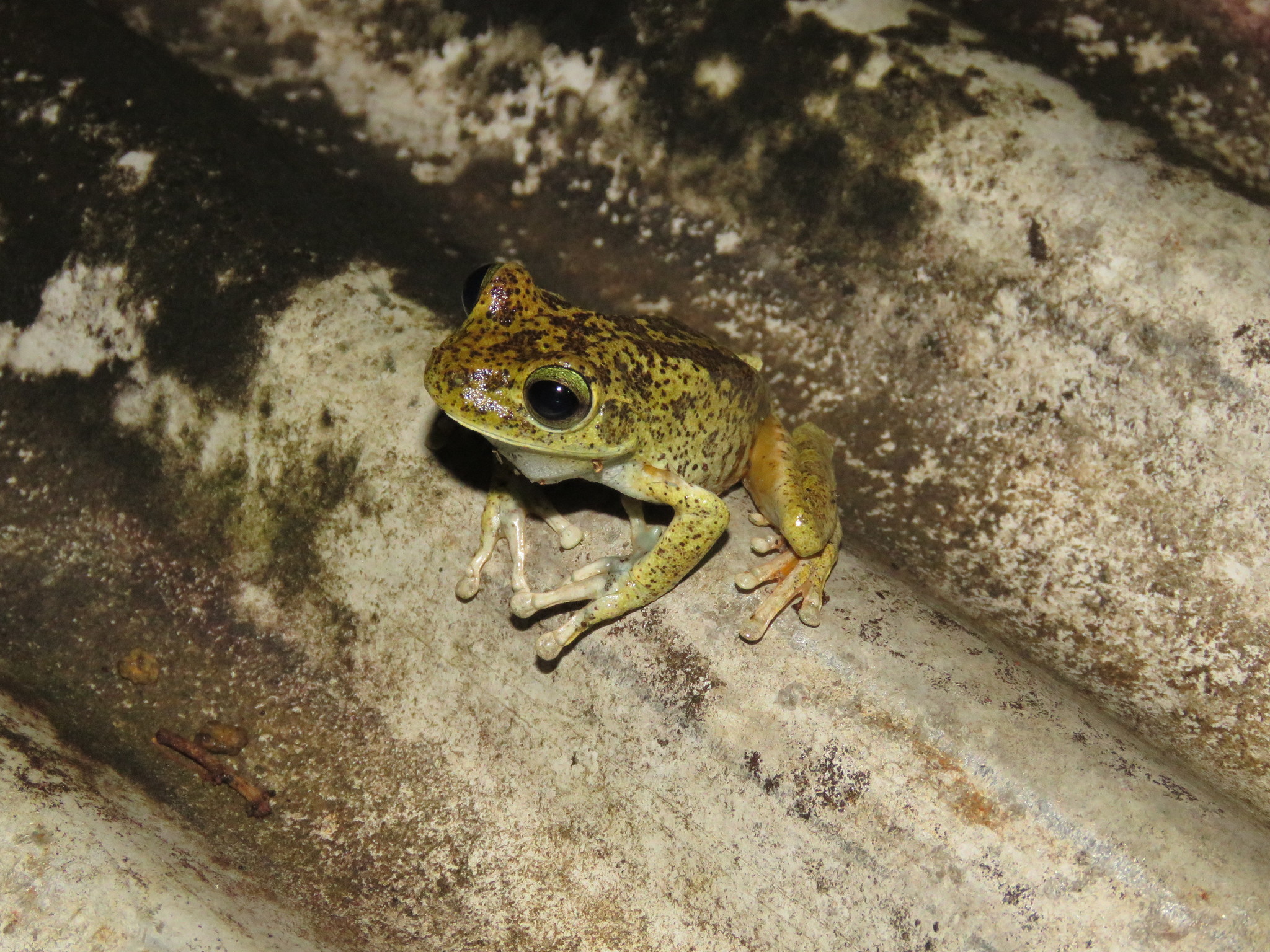 Boana xerophylla (Duméril & Bibron, 1841)