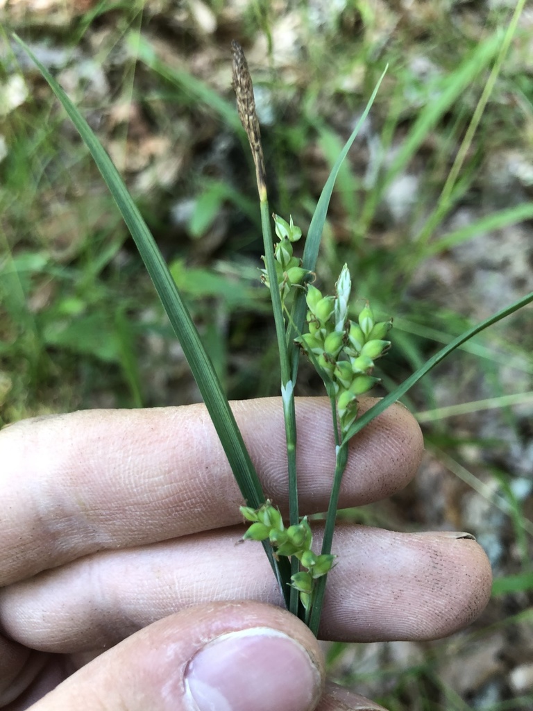 Lined Sedge from Bienville National Forest, Raleigh, MS, US on May 8 ...