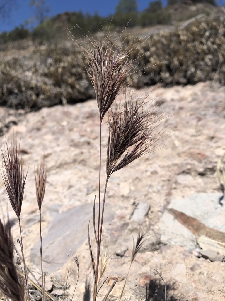 Red Brome (Bromus rubens) - Botanical Realm