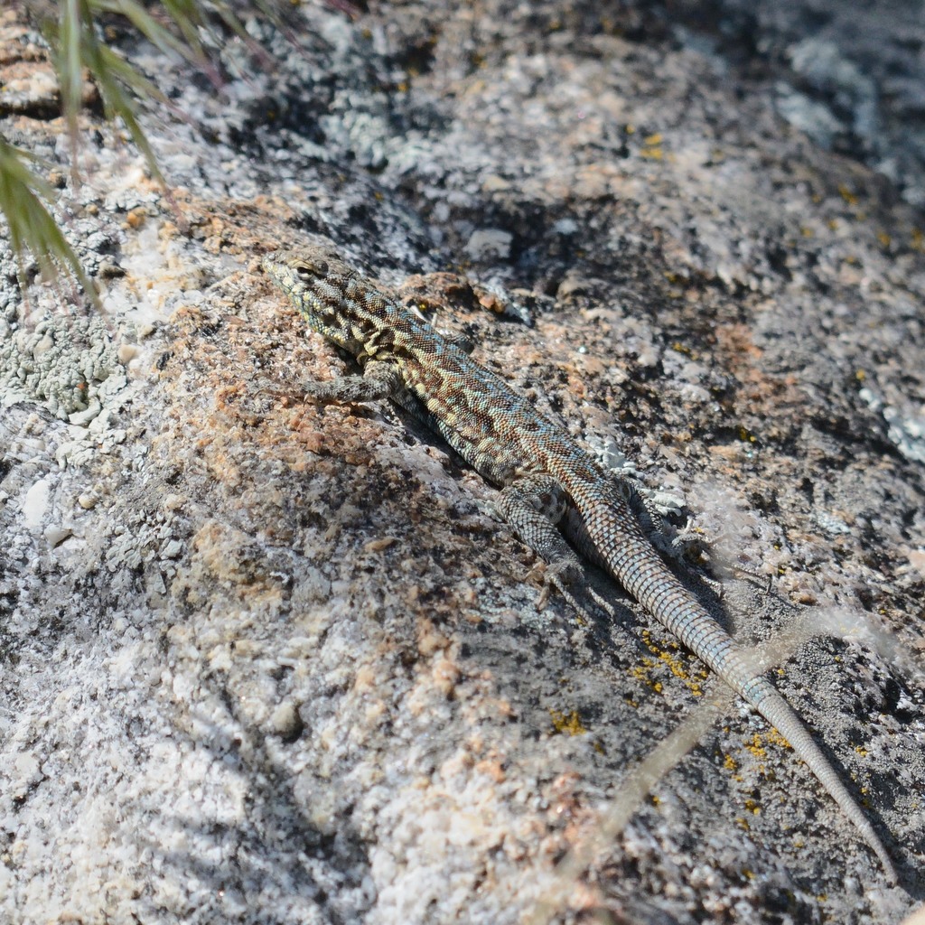 Western Side-blotched Lizard from Riverside County, CA, USA on May 8 ...