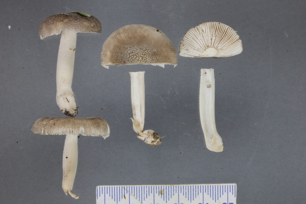 Amanita nehuta from Berwick, New Zealand on March 14, 2020 at 02:30 PM ...