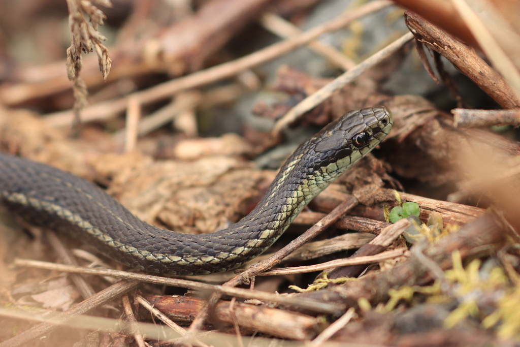 Northwestern Garter Snake from Pierce County, WA, USA on May 2, 2021 at ...