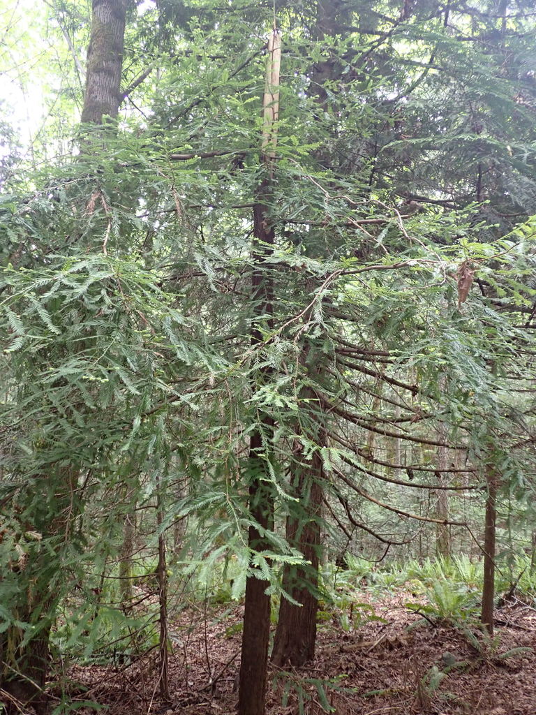 coast redwood from Cowichan Valley, BC, Canada on May 08, 2021 at 04:01 ...