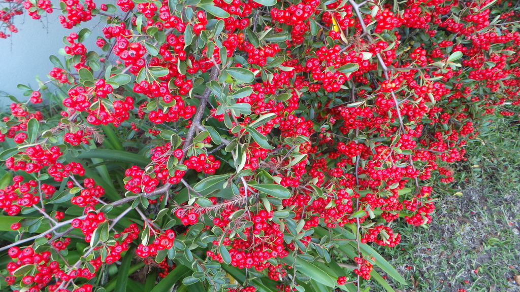 Maleae from Knysna, 6570, South Africa on May 2, 2021 at 04:06 PM by ...