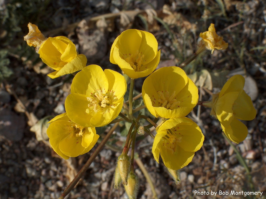 Golden Suncup (Chylismia brevipes) - Botanical Realm