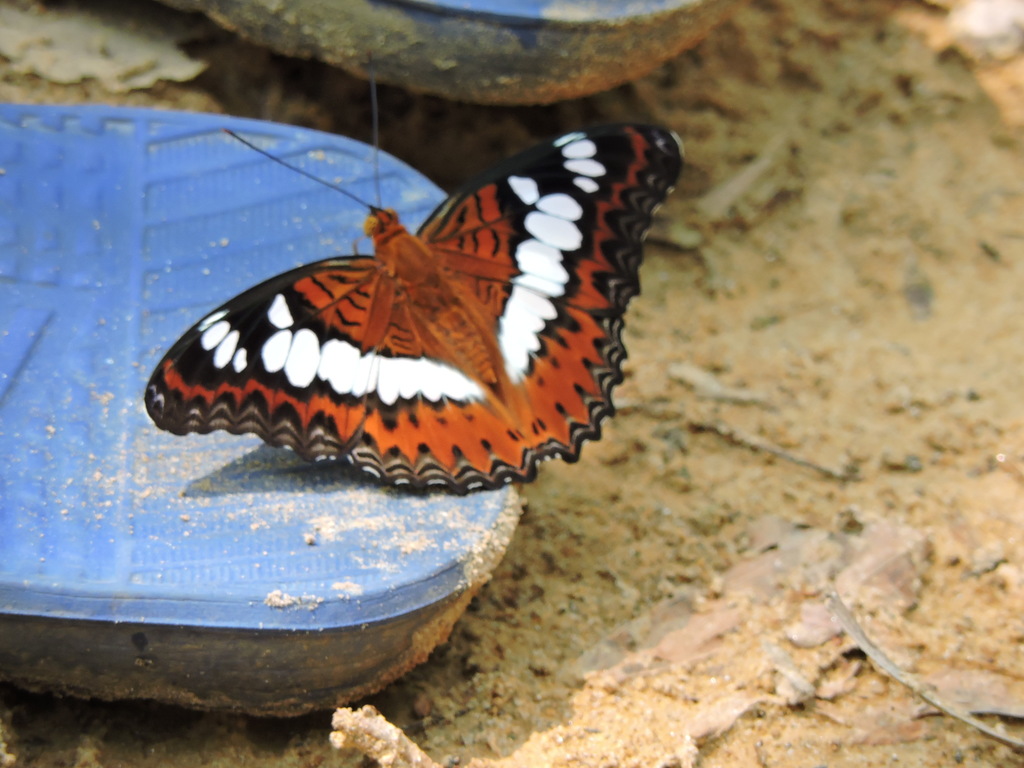 Commander from Chunarughat, Bangladesh on April 9, 2021 at 12:04 PM by ...