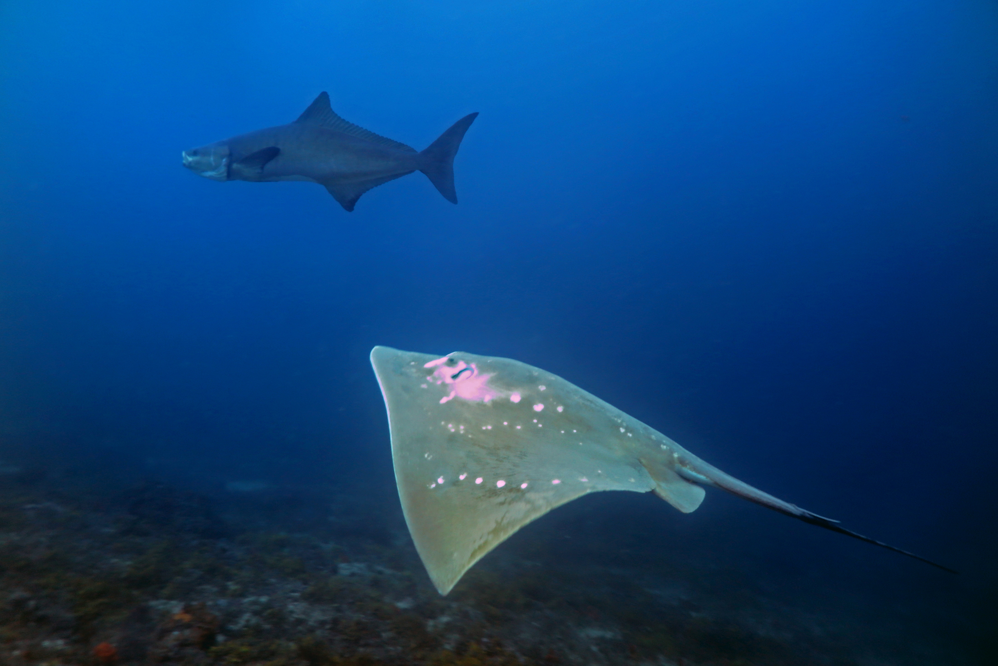 Megatrygon microps (Annandale, 1908)