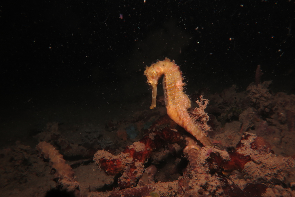 Spiny Seahorse in April 2021 by Ewout Knoester · iNaturalist