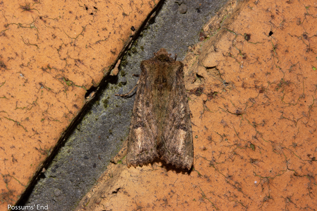 Meterana inchoata from Portobello, Dunedin, New Zealand on May 08, 2021 ...