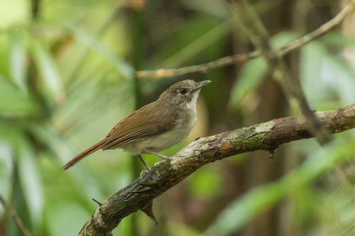 Subspecies Malacopteron magnirostre magnirostre · iNaturalist