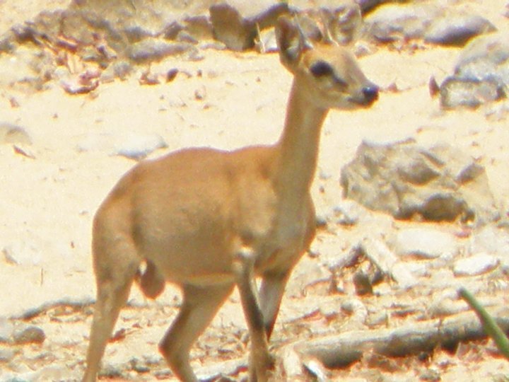Four-horned Antelopes (Tetracerus) - Know Your Mammals