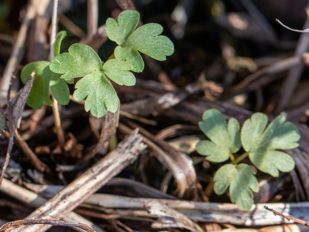 Moschatel from Ekaterinburg gorsovet, Sverdlovsk, Russia on May 3, 2021 ...