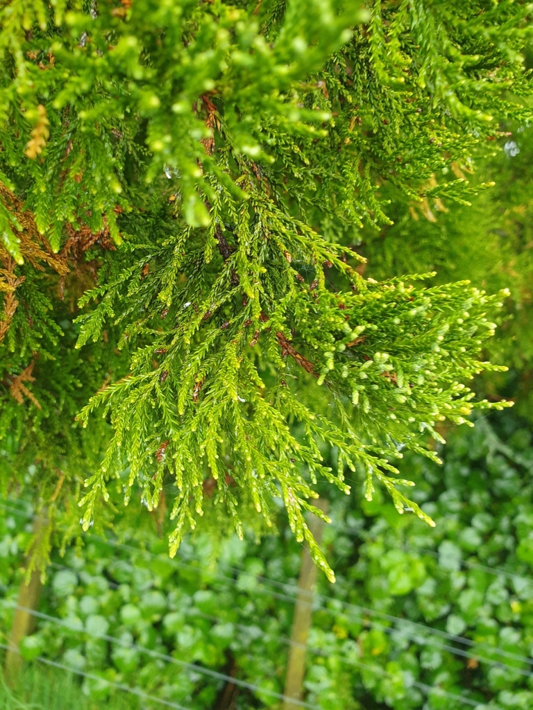 Podocarps in May 2021 by Sam Haultain · iNaturalist