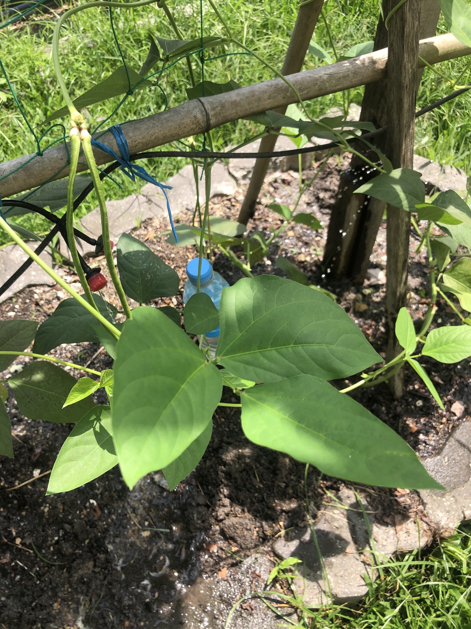 Vigna unguiculata (L.) Walp.