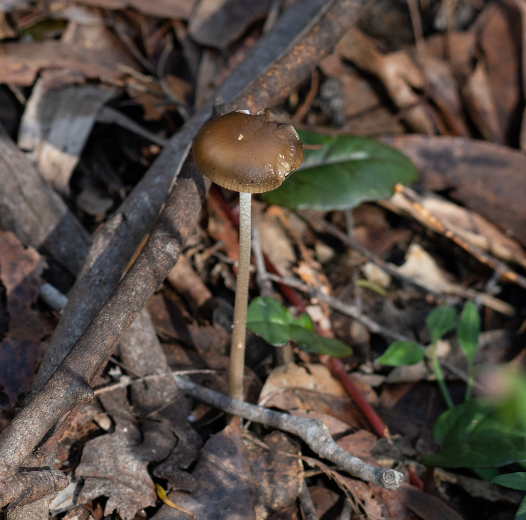 rooting shank from Wonboyn NSW 2551, Australia on May 09, 2021 at 12:09 ...