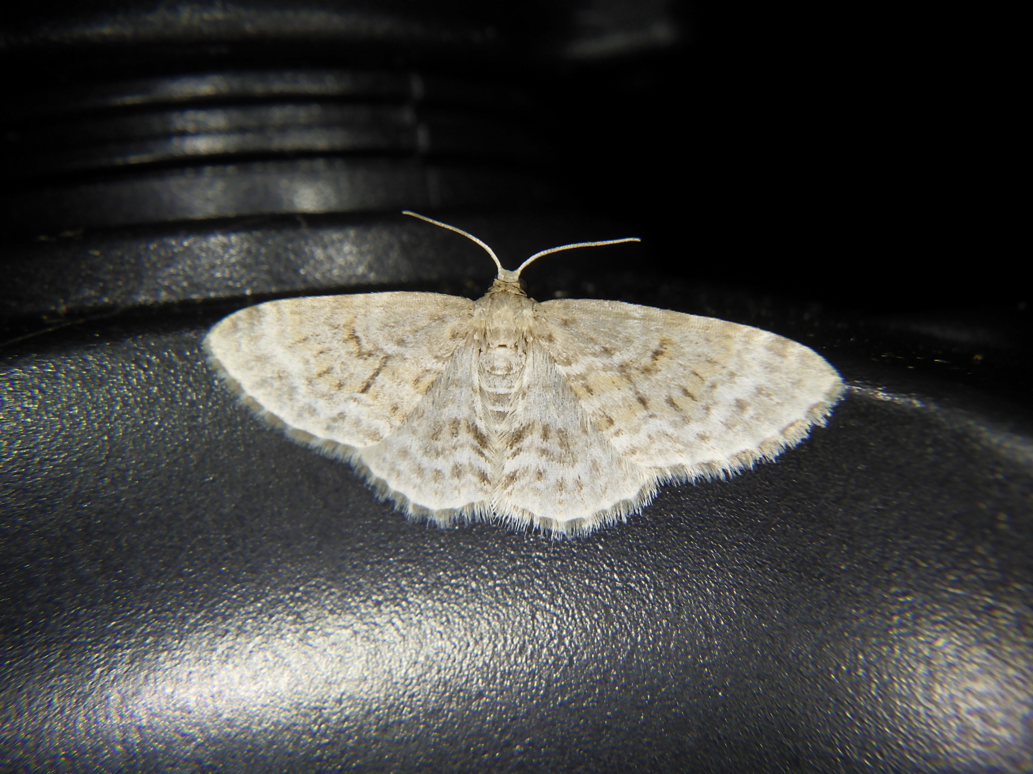 Hydrelia nisaria (Christoph, 1881)