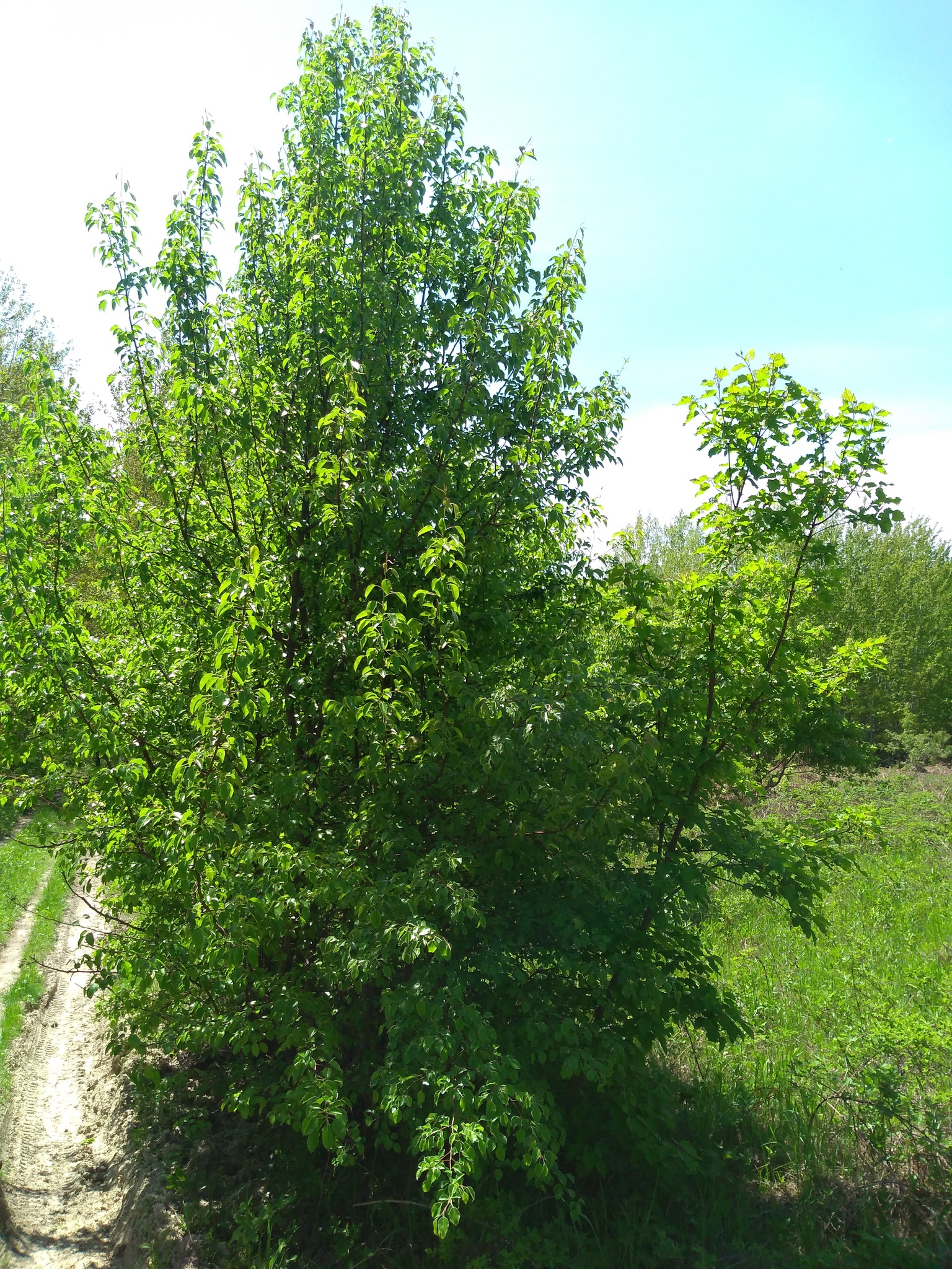 Pyrus communis subsp. caucasica (Fed.) Browicz