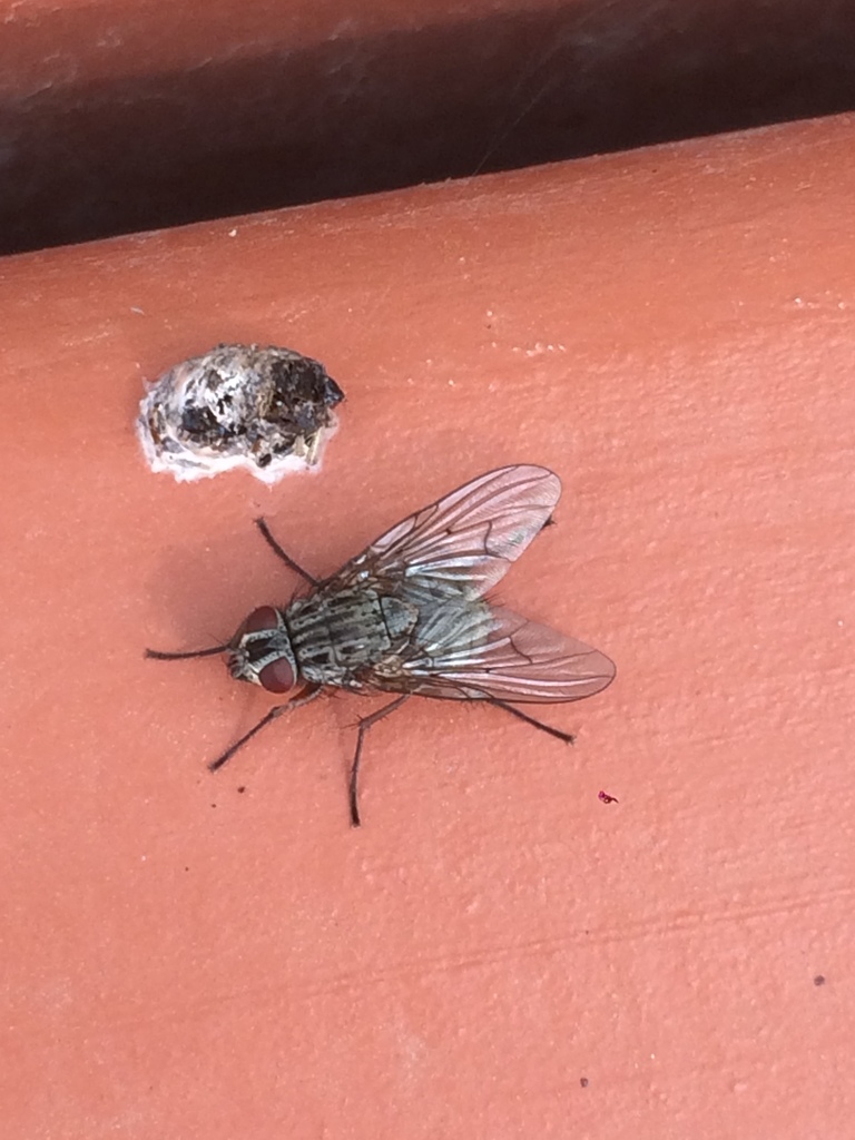 Phaoniinae from Tselinogradskiy, KZ-AM, KZ on May 9, 2021 at 03:52 PM ...