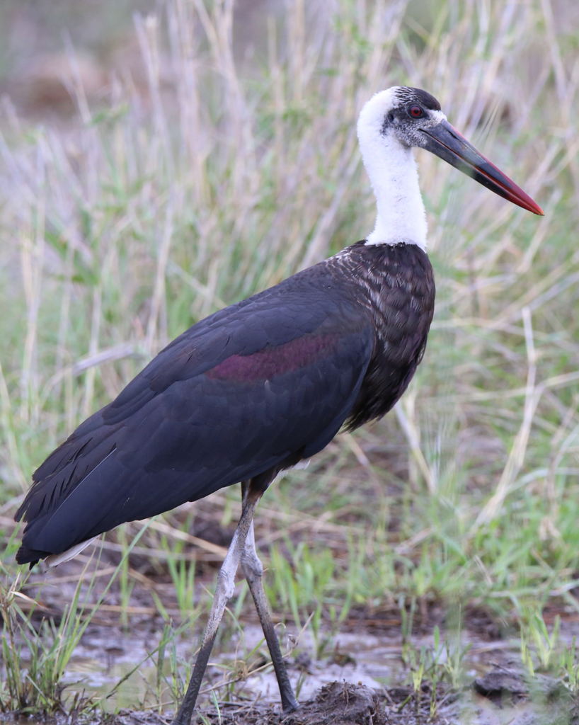 African Woolly-necked Stork (Enseleni Nature Reserve - Animals ...