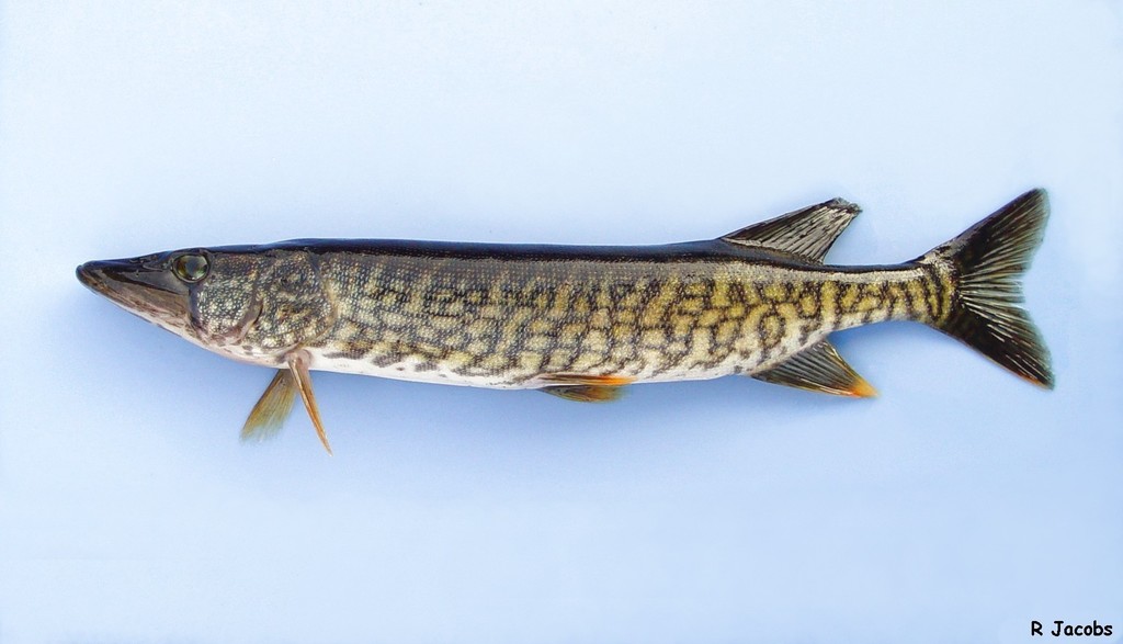 American × Chain Pickerel from East Haddam, CT, USA on October 14, 2004 ...
