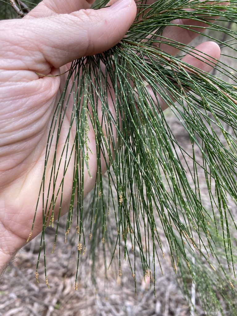 Forest sheoak from Ipswich - West, Queensland, Australia on May 9, 2021 ...
