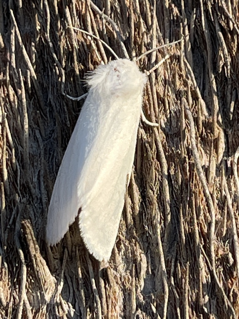 Fall Webworm Moth from N University Dr, Coral Springs, FL, US on May 09 ...