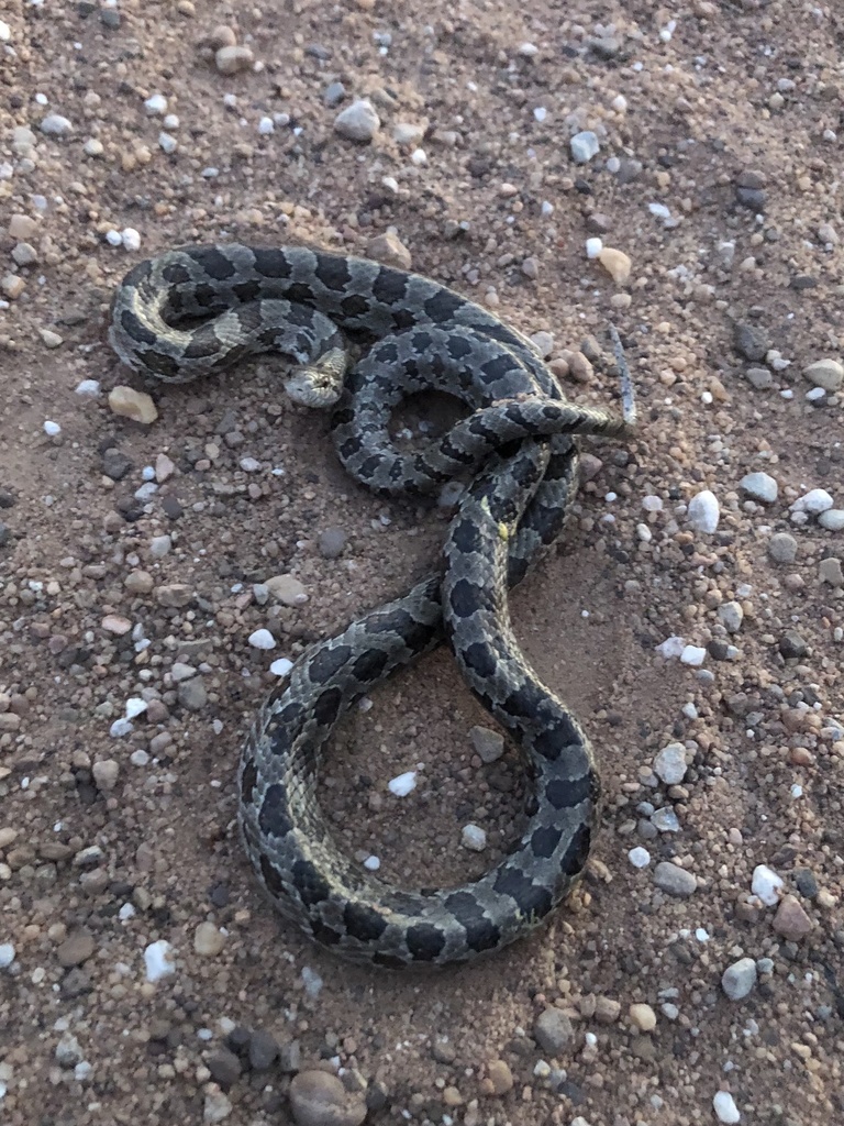 Prairie Kingsnake from Hackberry Rd, Lake City, KS, US on May 8, 2021 ...